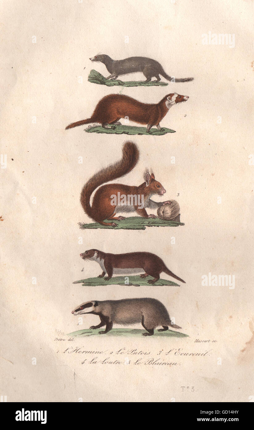 MUSTELIDS: Ermine/Stoat; Polecat; Squirrel; Otter; Badger. BUFFON ...