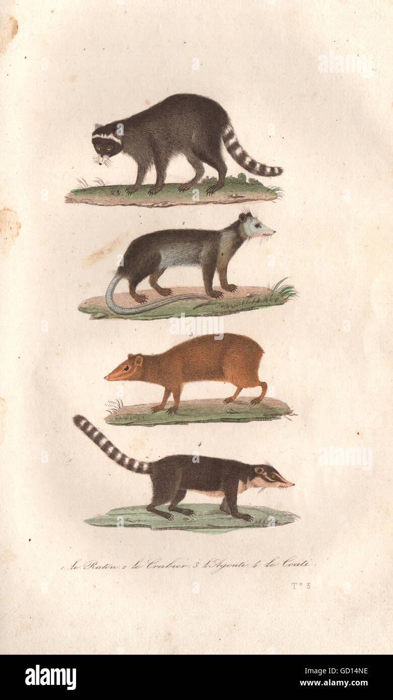 MAMMALS:Raton (Young Rat);Crabier (Crab-eating Raccoon);Agouti;Coati ...
