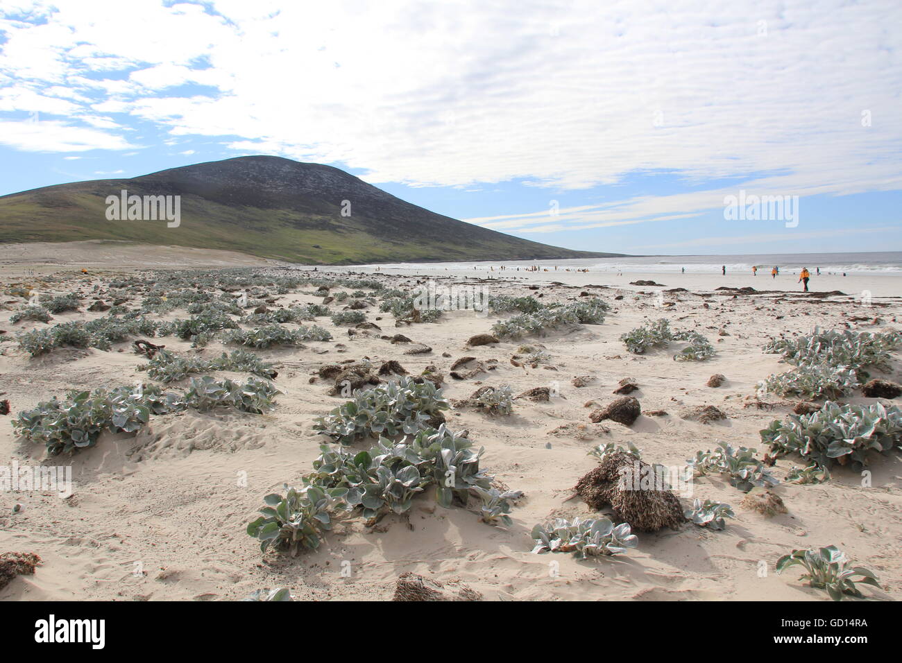A remote beach, Saunders, Falkland Islands Stock Photo - Alamy