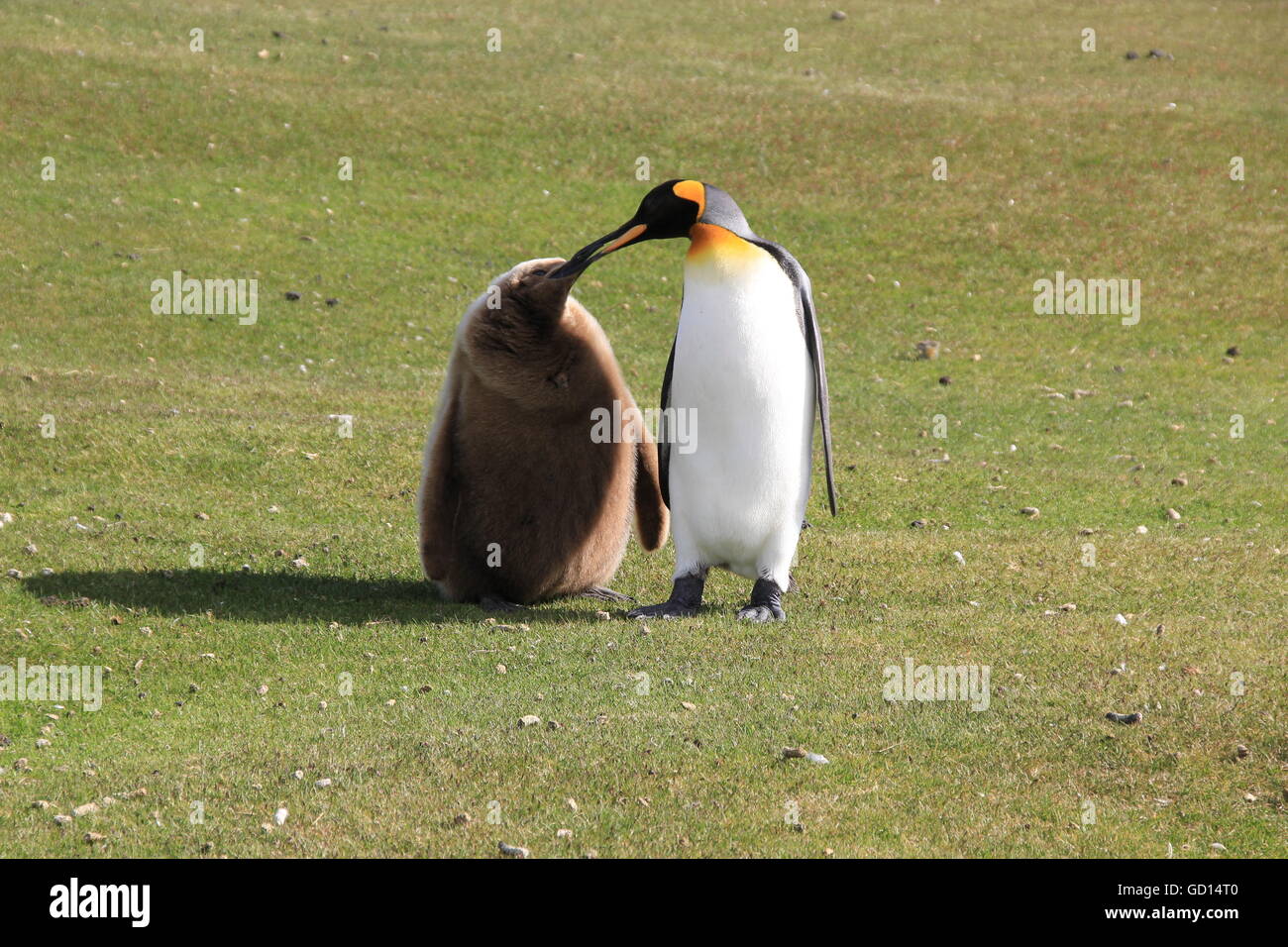 King Penguin with chick, Falkland Islands Stock Photo - Alamy