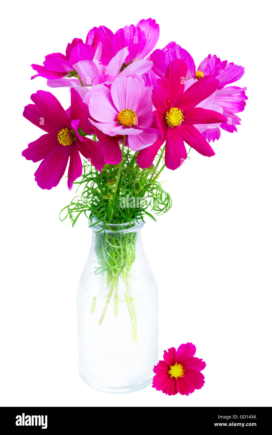 Magenta cosmos Cut Out Stock Images & Pictures - Alamy
