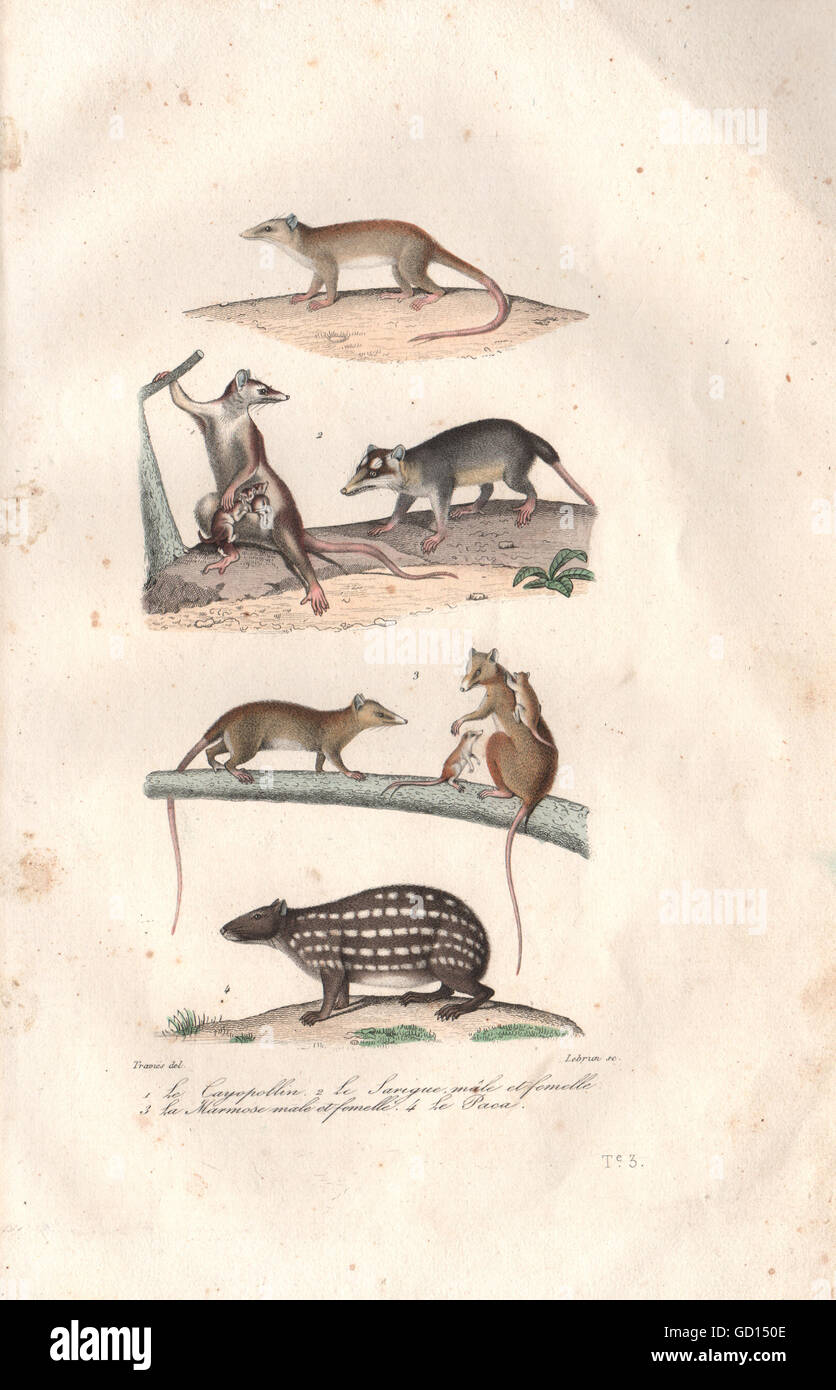 MAMMALS: Cayopollin Philander Opposum Sarigue Marmose Marmoset Paca ...