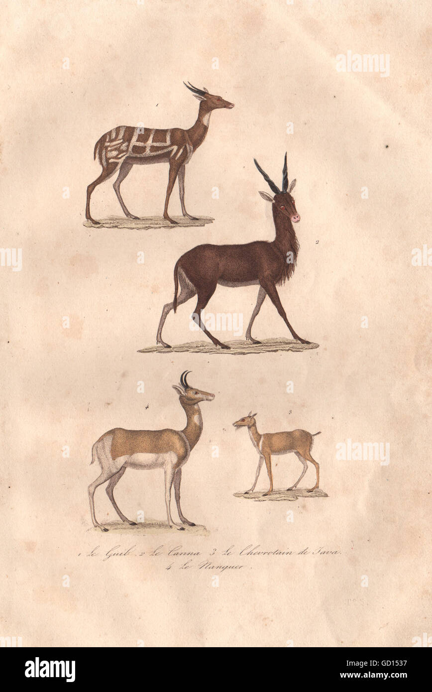 UNGULATES: Guib (Bushbuck) Canna (Eland) Chevrotain (Mouse Deer ...