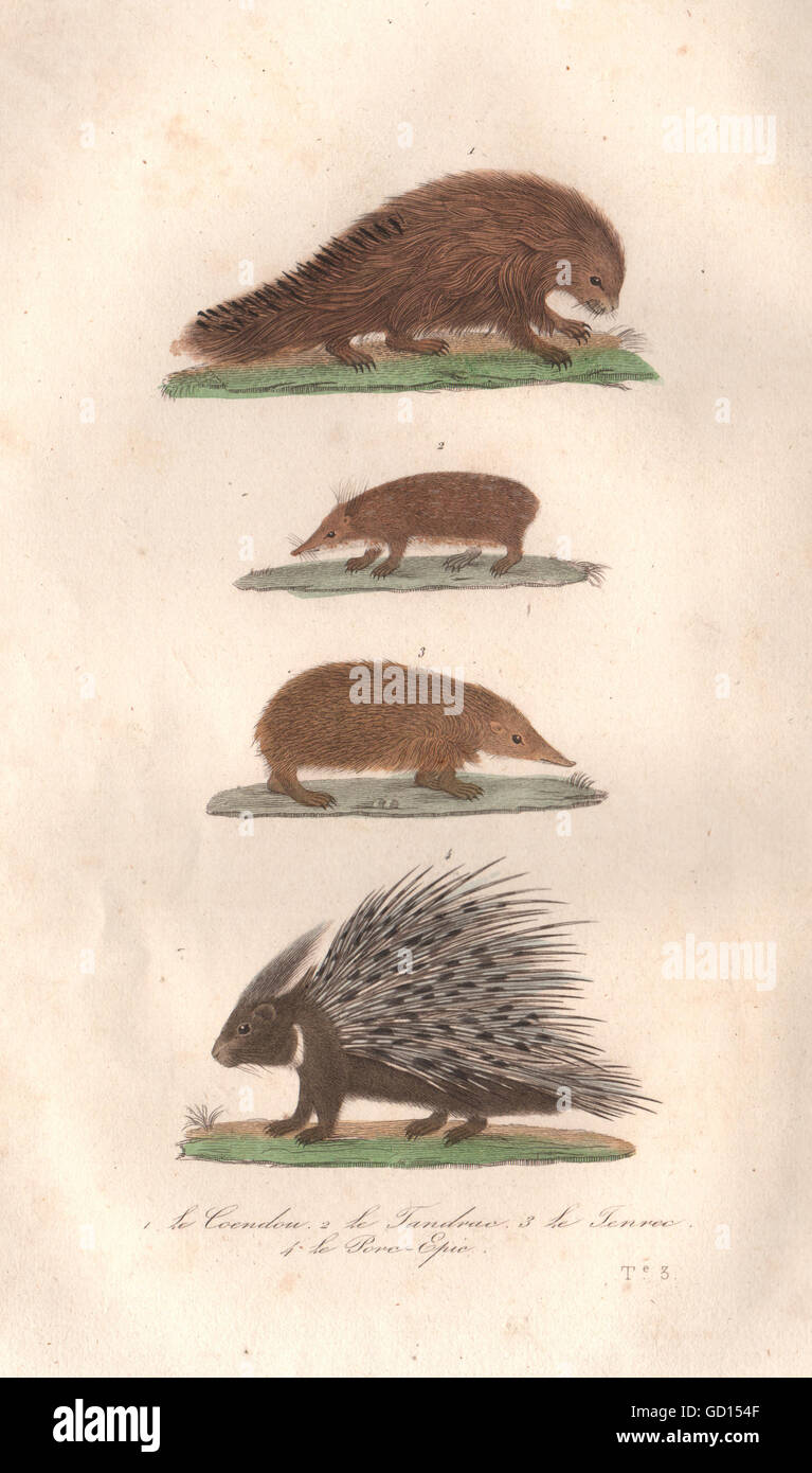 RODENTS: Coendou (Prehensile-tailed Porcupine); Tenrec; Porc-Epic ...