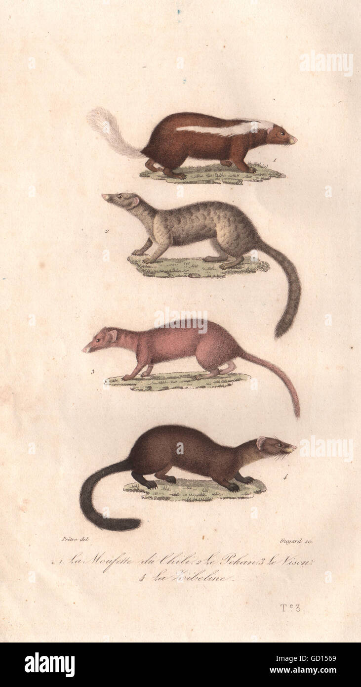 MUSTELIDS: Humboldt's hog-nosed skunk; Fisher; Mink; Sable. BUFFON ...