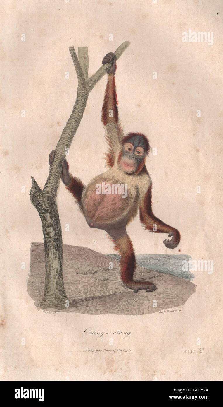 PRIMATES: Orang Outang (Orangutan). BUFFON, antique print 1837 Stock ...