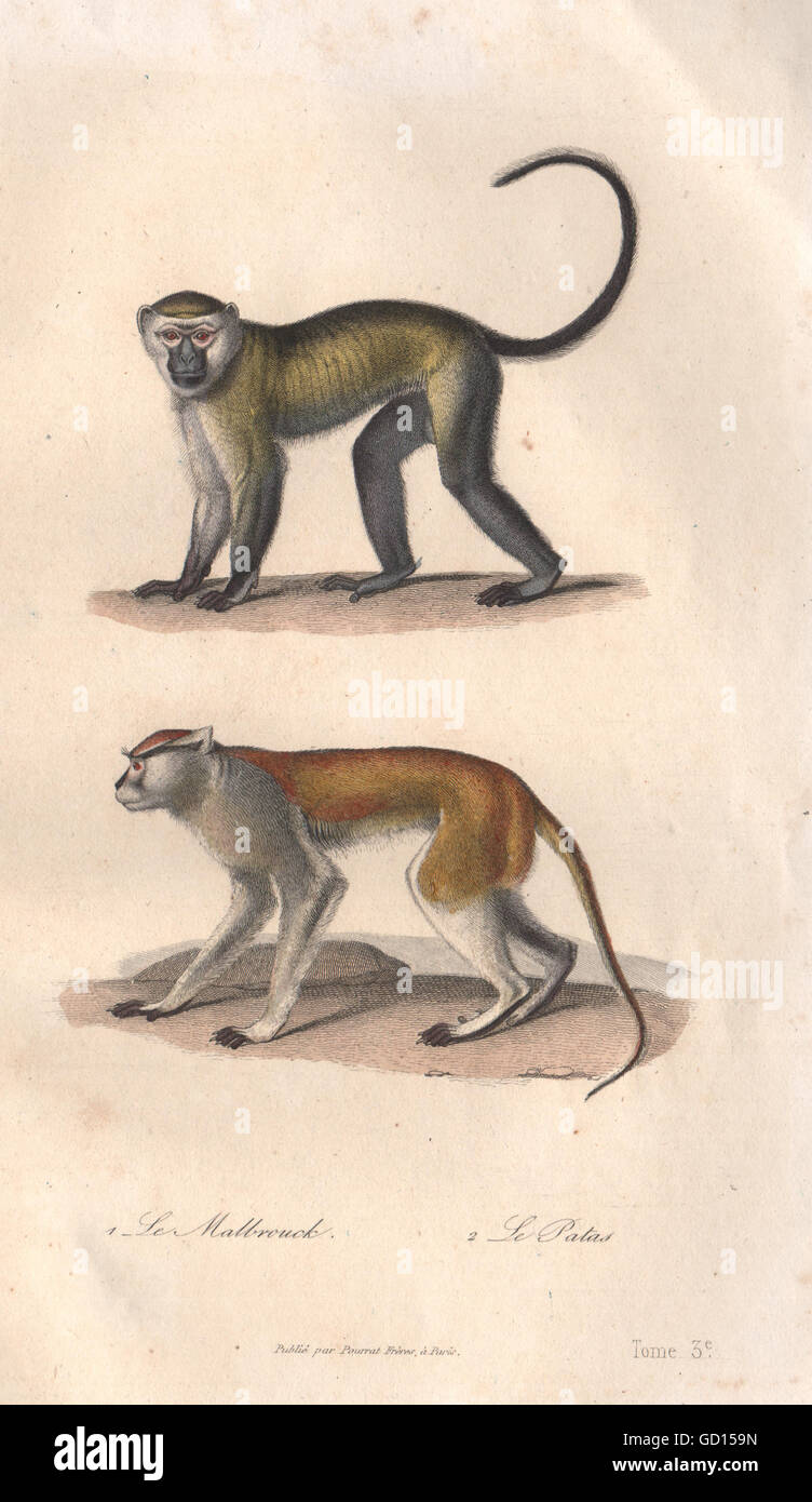 PRIMATES: Malbrouck; Patas (Patas monkey). BUFFON, antique print 1837 ...