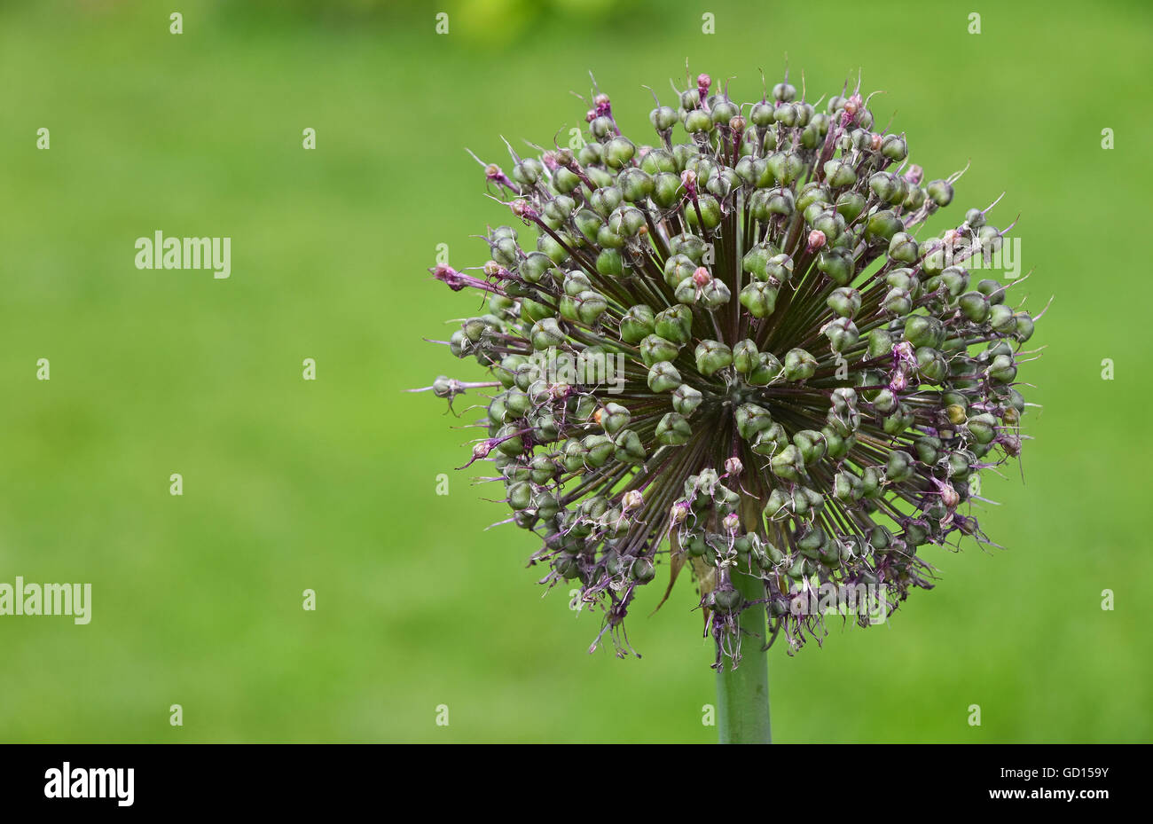 One green onion allium leek flower head with purple pink blossom over ...