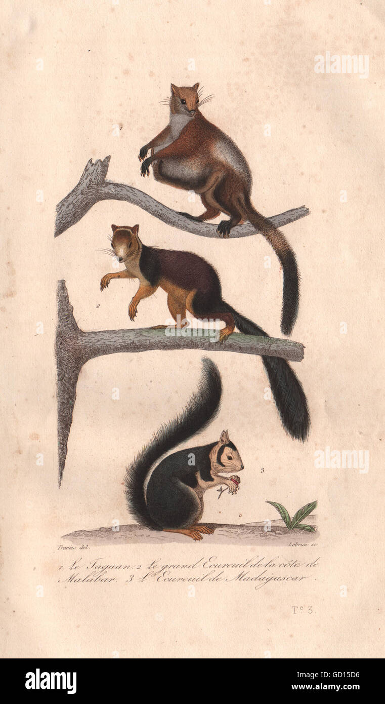 Indian giant flying squirrel hi-res stock photography and images - Alamy