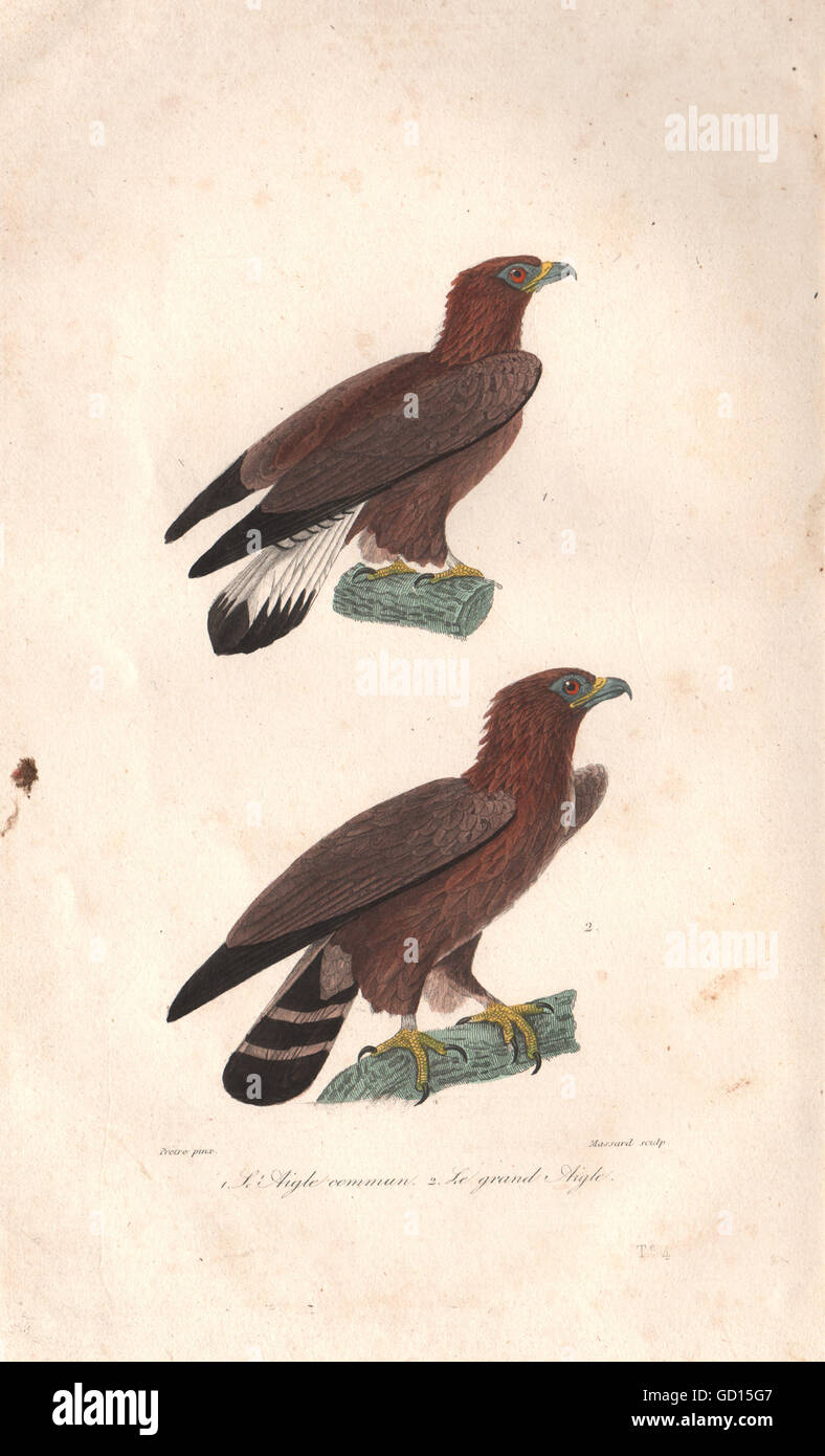 EAGLES Aigle Commun (Common Eagle); Grand Aigle (Eagle). Birds. BUFFON ...