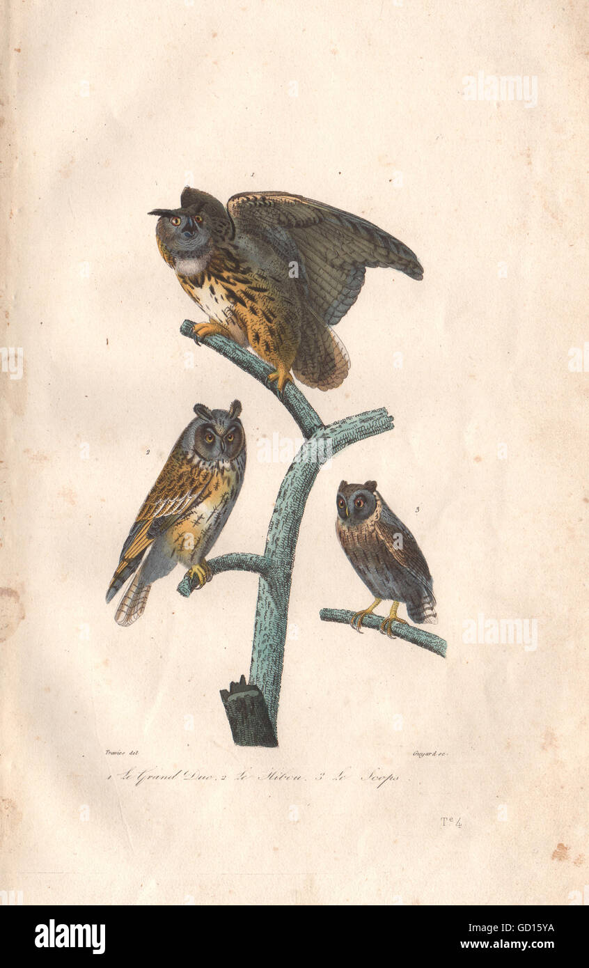 Hibou grand duc hi-res stock photography and images - Alamy