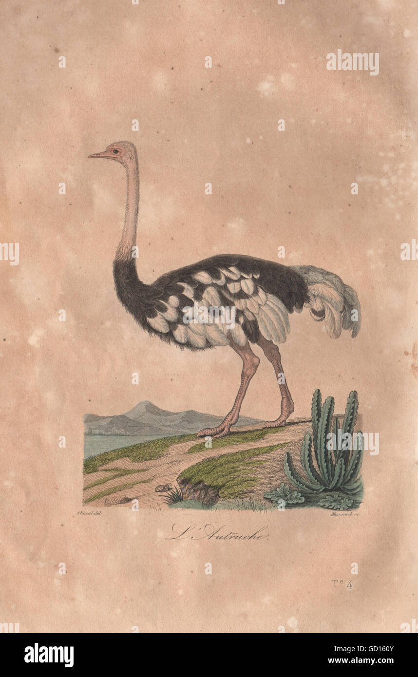 Buffon hi-res stock photography and images - Alamy