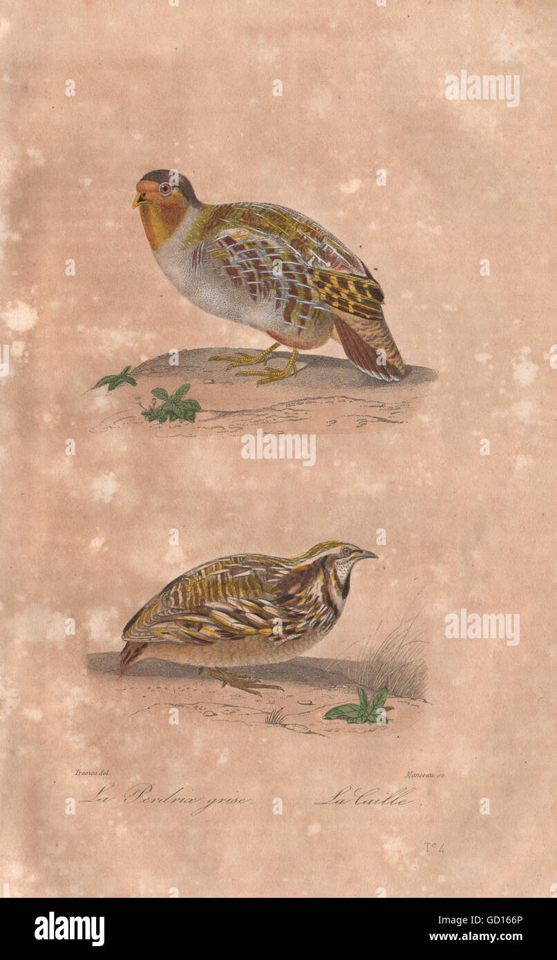 PHASIANIDAE: Le Perdrix Grise (Gray Partridge); Caille (Quail). BUFFON ...