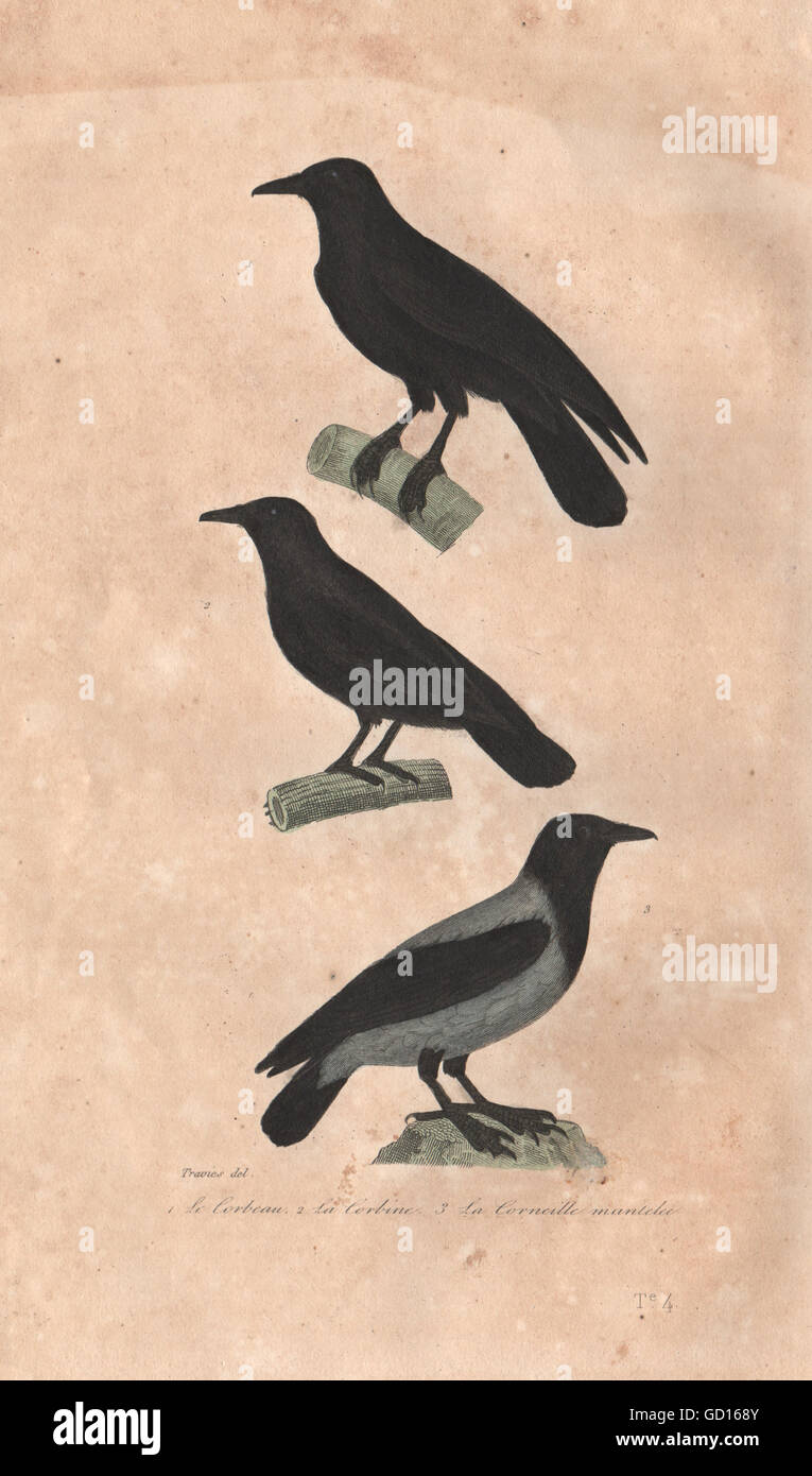 CORVIDS: Corbeau (Raven); Corbine; Corneille Mantelée (Hooded Crow ...