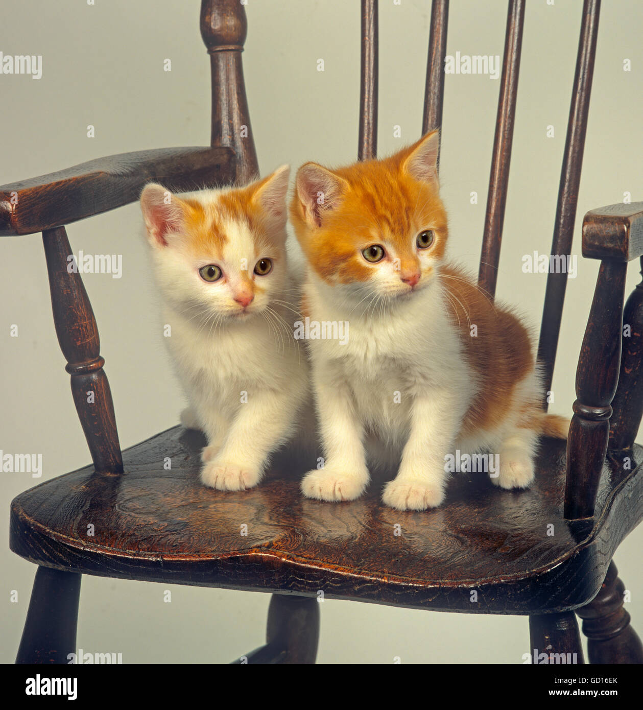 Two Ginger Kittens sitting in child's chair Stock Photo - Alamy