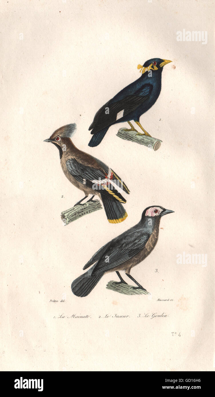 BIRDS: Mainate (Mynah); Jaseur (Waxwing); Goulin (Coleto). BUFFON ...