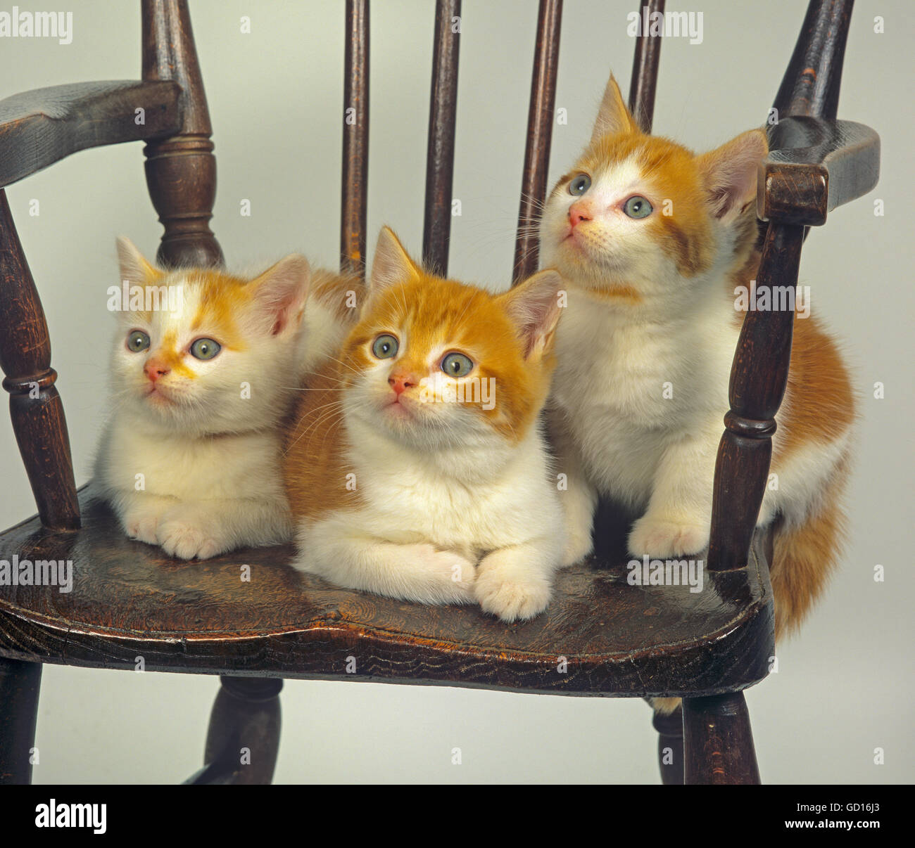 Three Ginger Kittens sitting in childs chair Stock Photo - Alamy