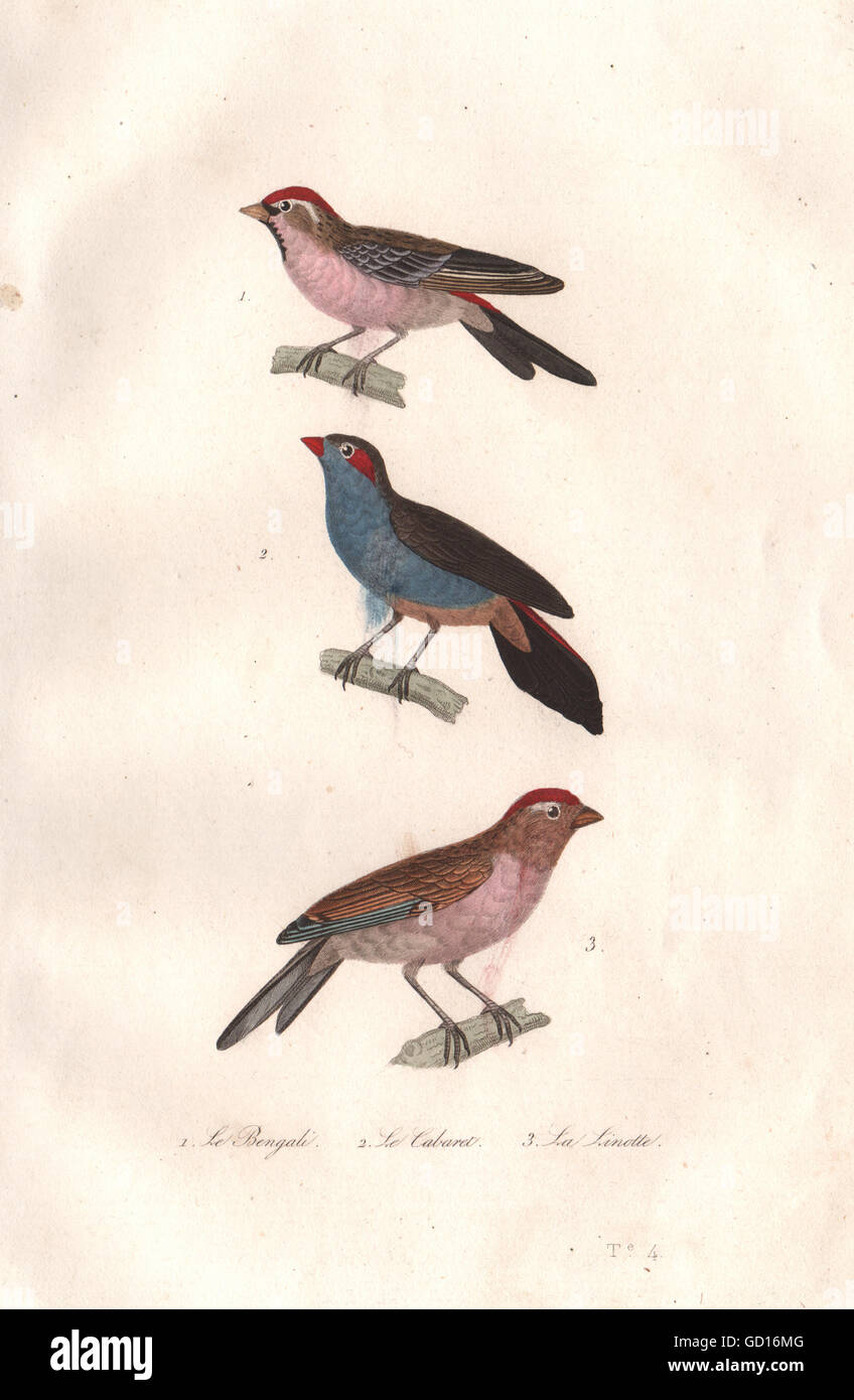 Vintage cabaret hi-res stock photography and images - Alamy