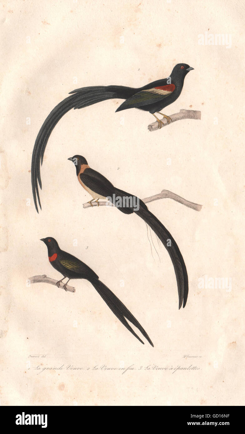 Paradise whydah birds hi-res stock photography and images - Alamy