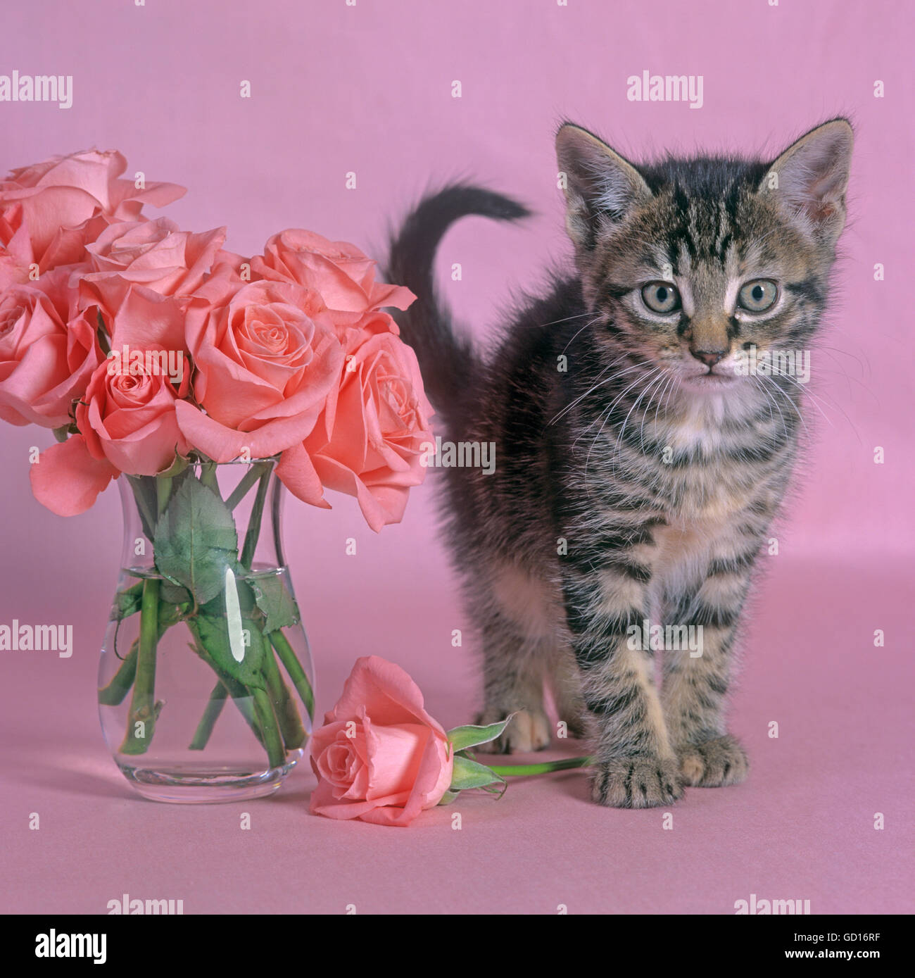 Pretty Tabby Kitten standing on pink background with roses Stock Photo ...