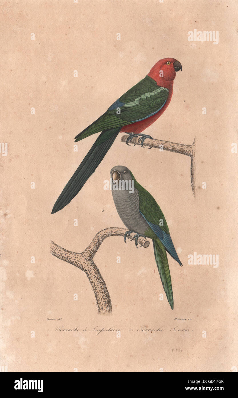 Perruche paris hi-res stock photography and images - Alamy