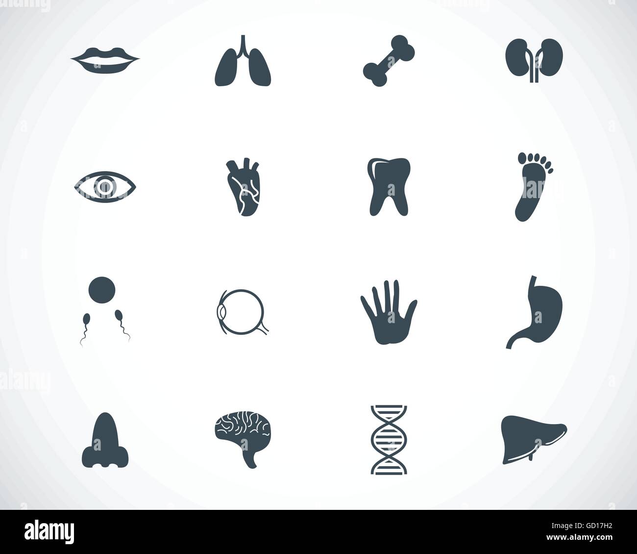 Human skeleton anatomy foot Stock Vector Images - Alamy