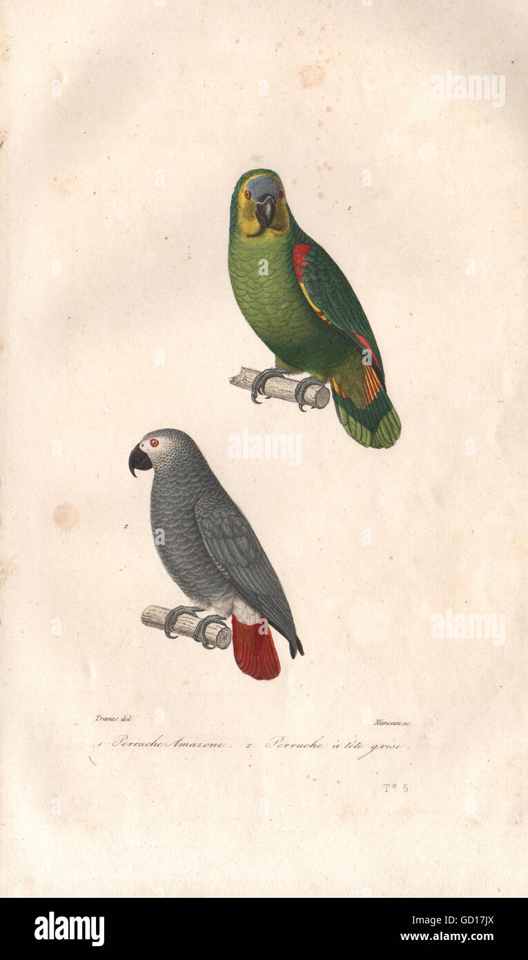 PARROTS: Perruche Amazone/tête grise (Amazon & African Grey Parrot ...