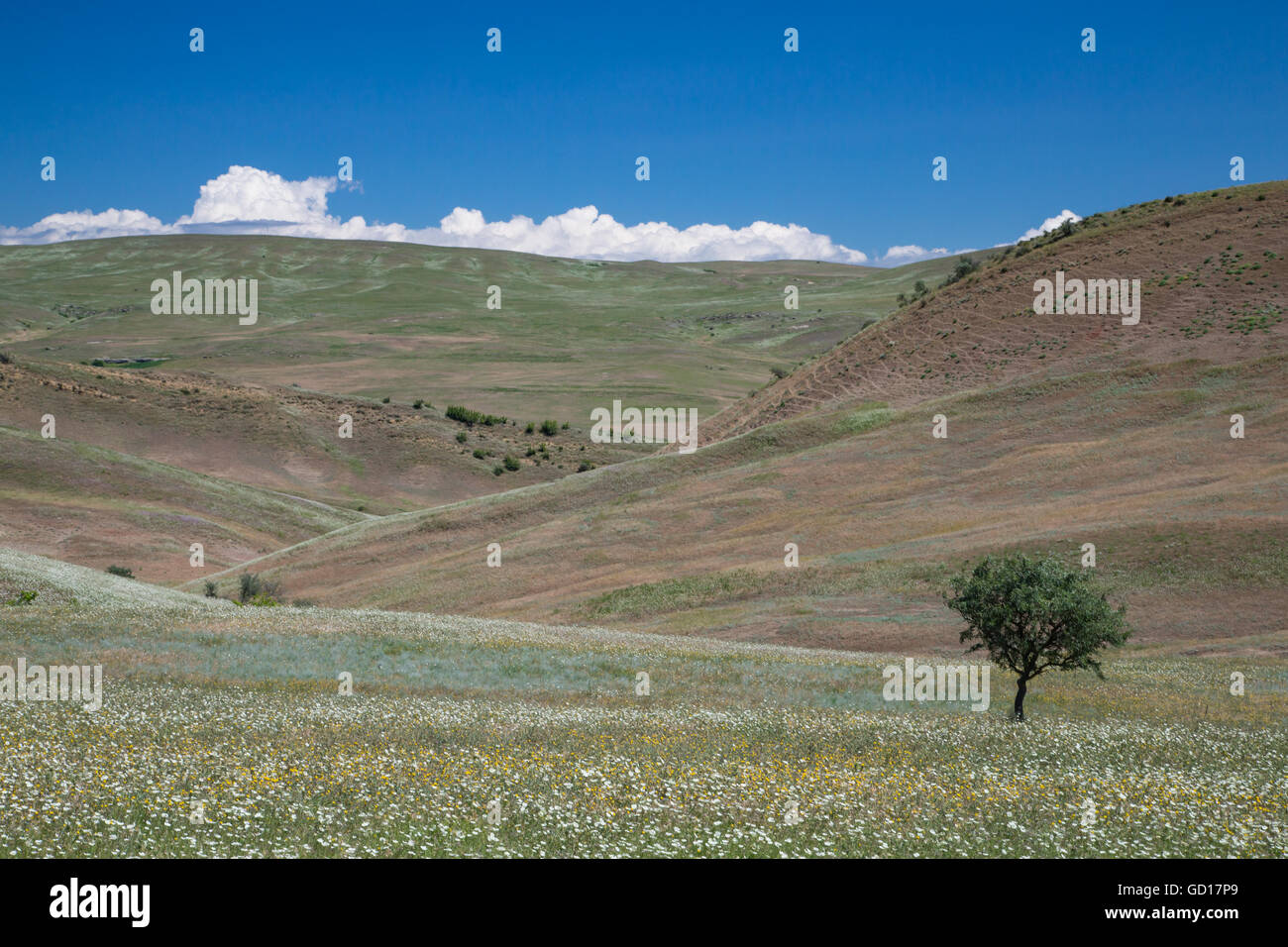 Georgia tree farm hi-res stock photography and images - Alamy
