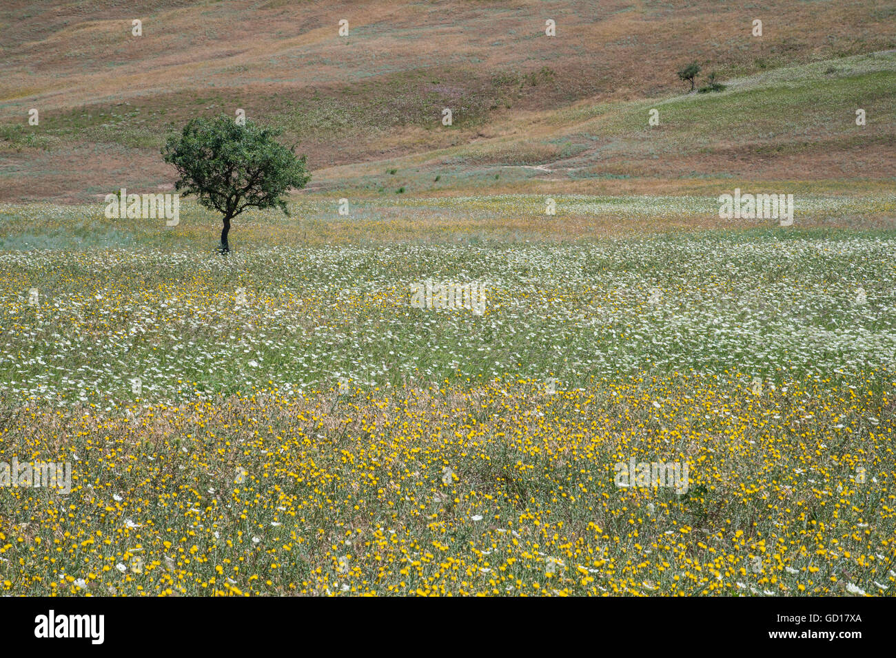tree on a field of wild flowers in rural Georgia Stock Photo - Alamy
