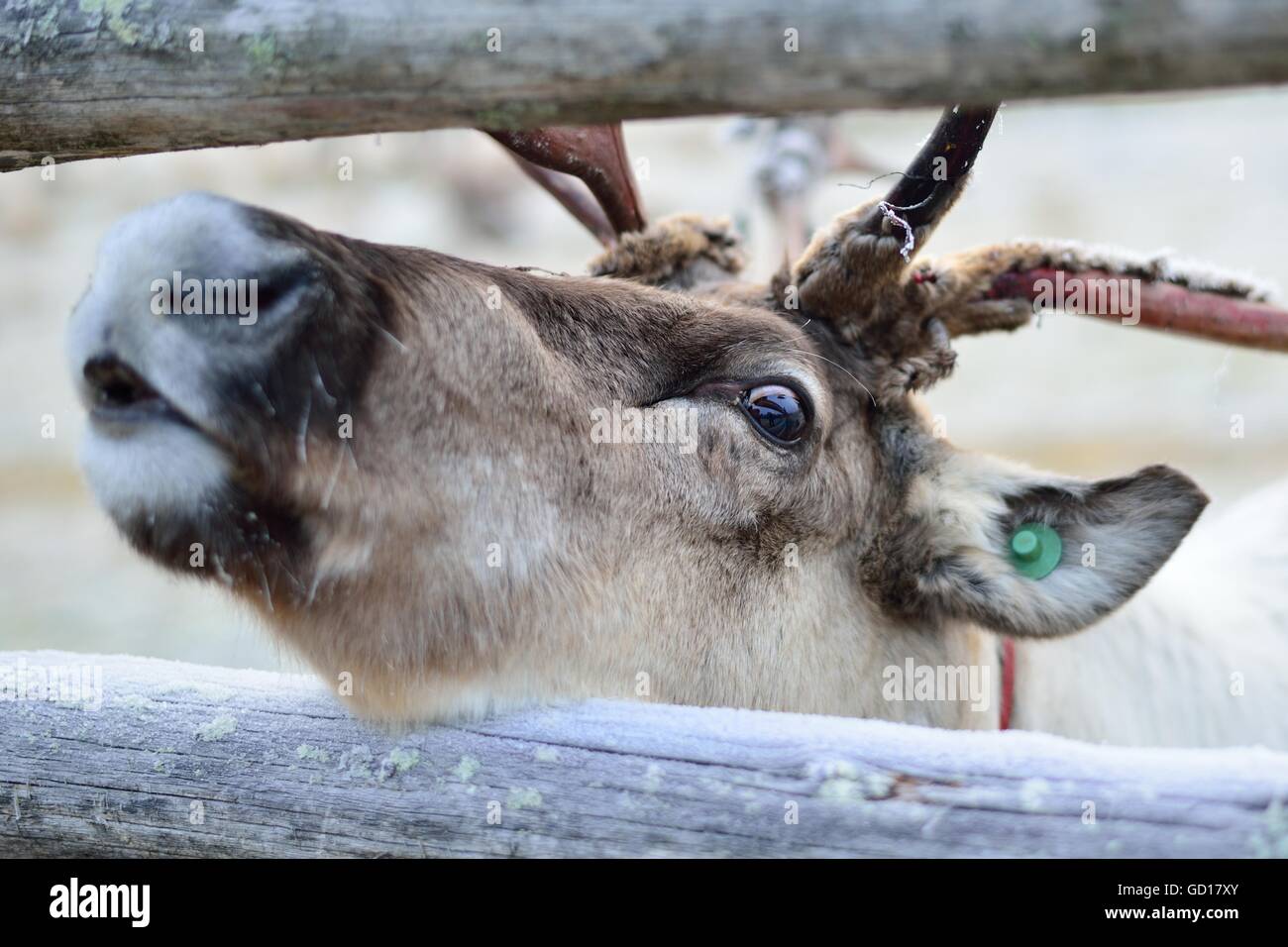 A close-up on a reindeer eye Stock Photo - Alamy