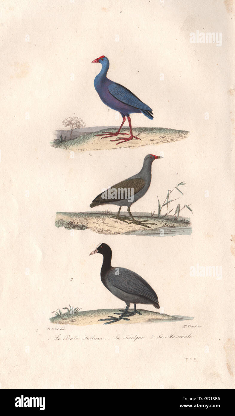 RAILS: Purple Swamphen; Common Moorhen; Eurasian Coot. Macroule. BUFFON ...