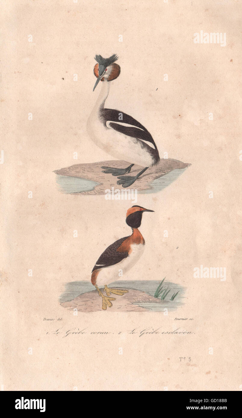 GREBES: Grébe cornu & esclavon (Great Crested & Horned Grebes). BUFFON ...