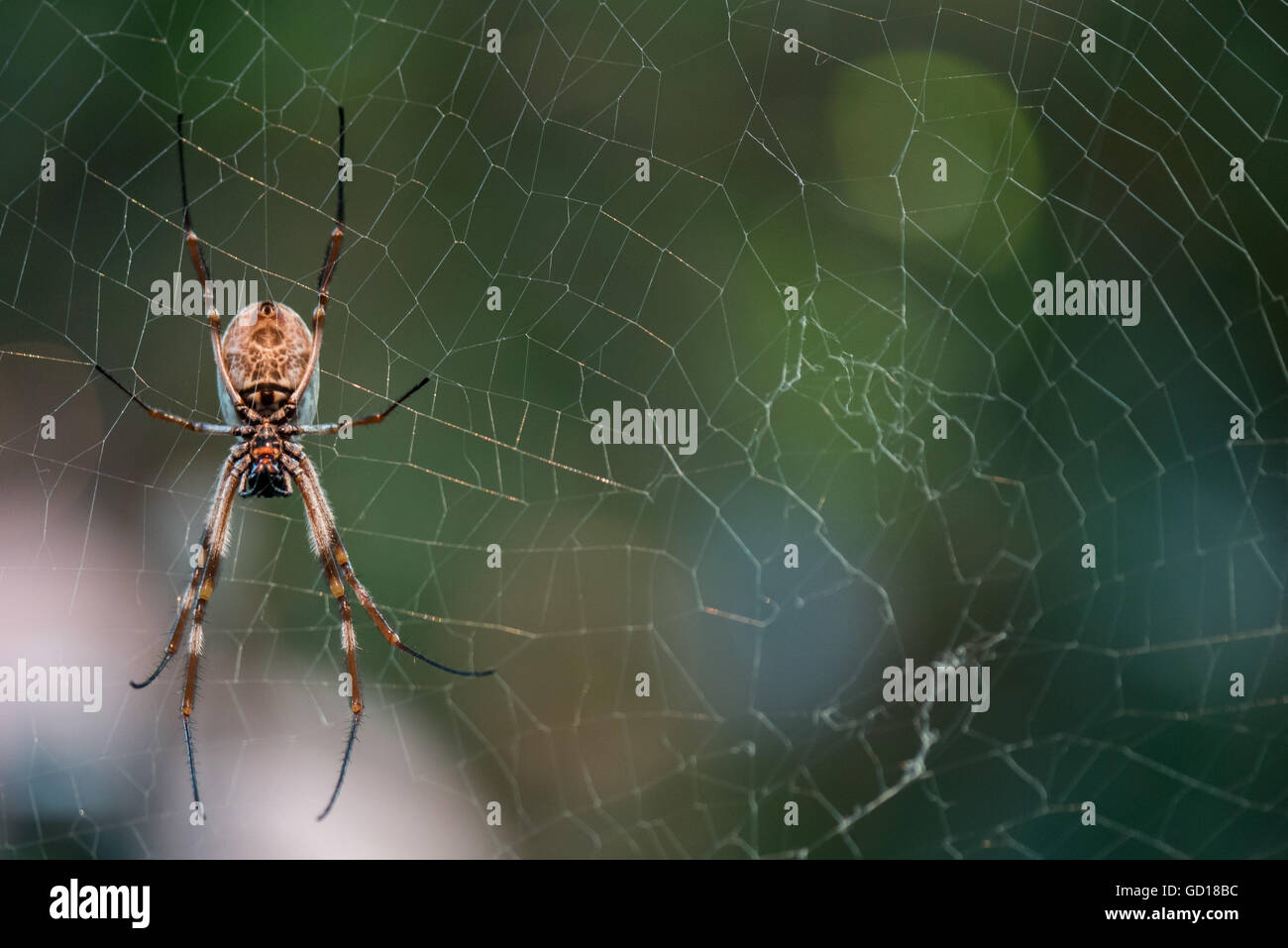 Venomous spiders hi-res stock photography and images - Alamy