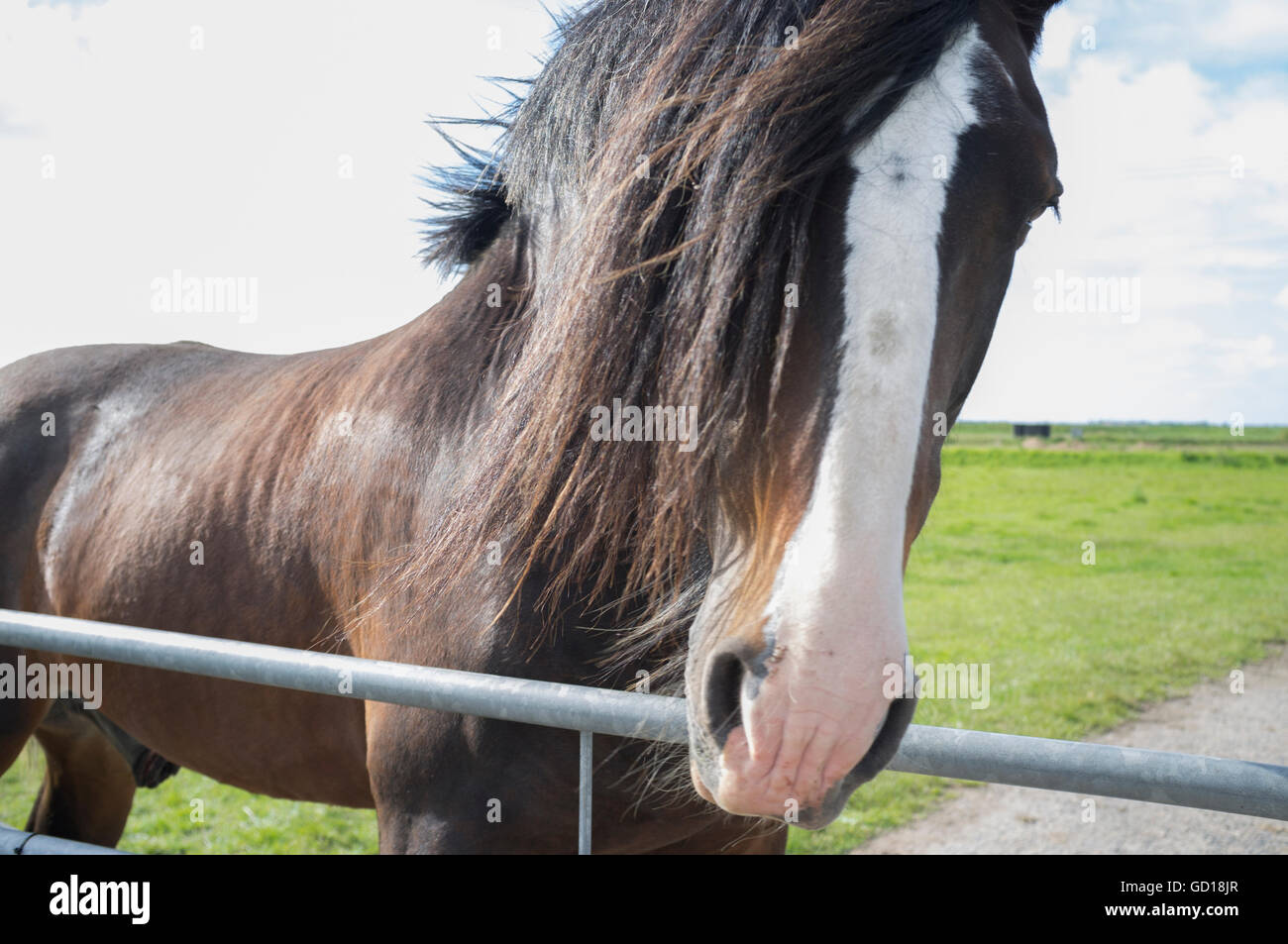 A beautiful brown horse with a white flash in a grazing pasture Stock ...