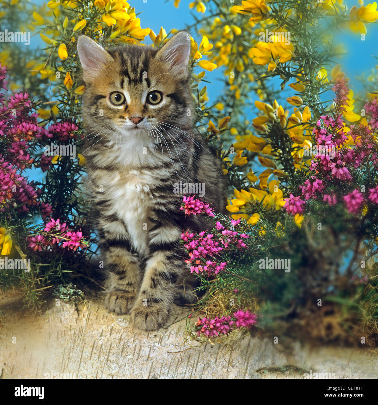 Tabby Kitten sitting on log with flowers Stock Photo - Alamy
