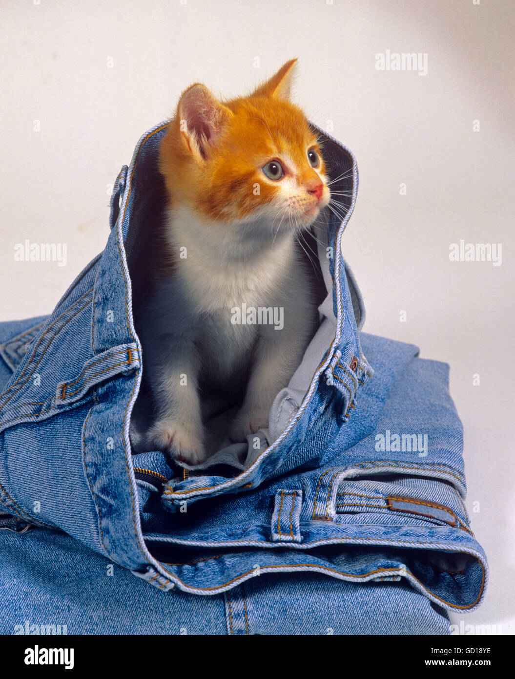 Young Ginger Kitten playing in jeans Stock Photo - Alamy
