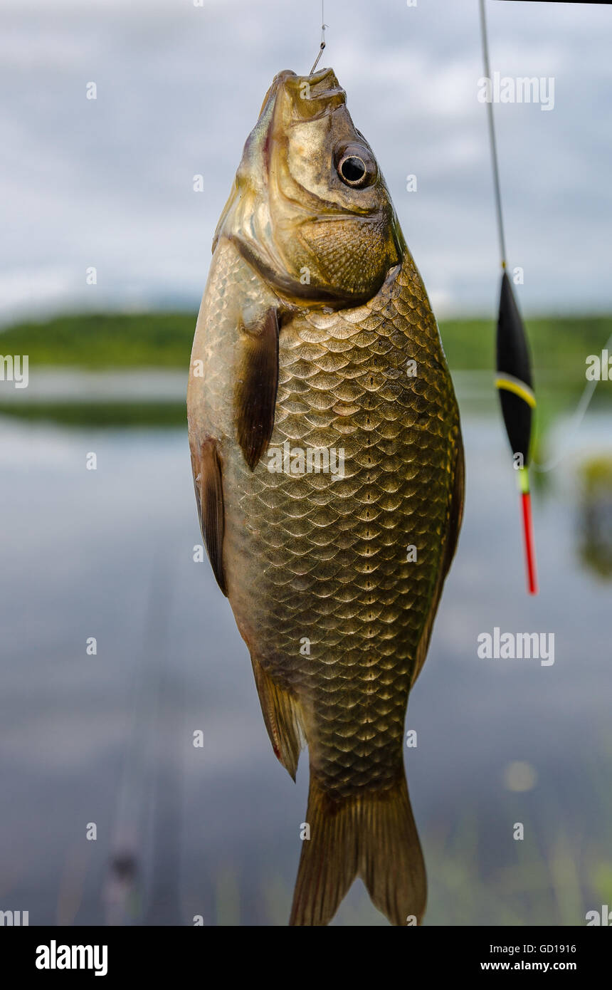 Carp caught on a hook Stock Photo - Alamy