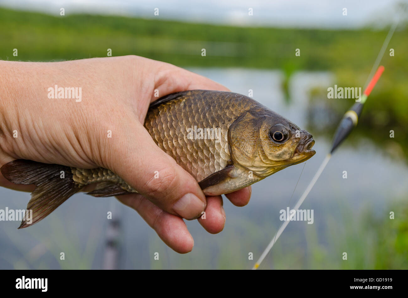 Karas in the hands Stock Photo - Alamy