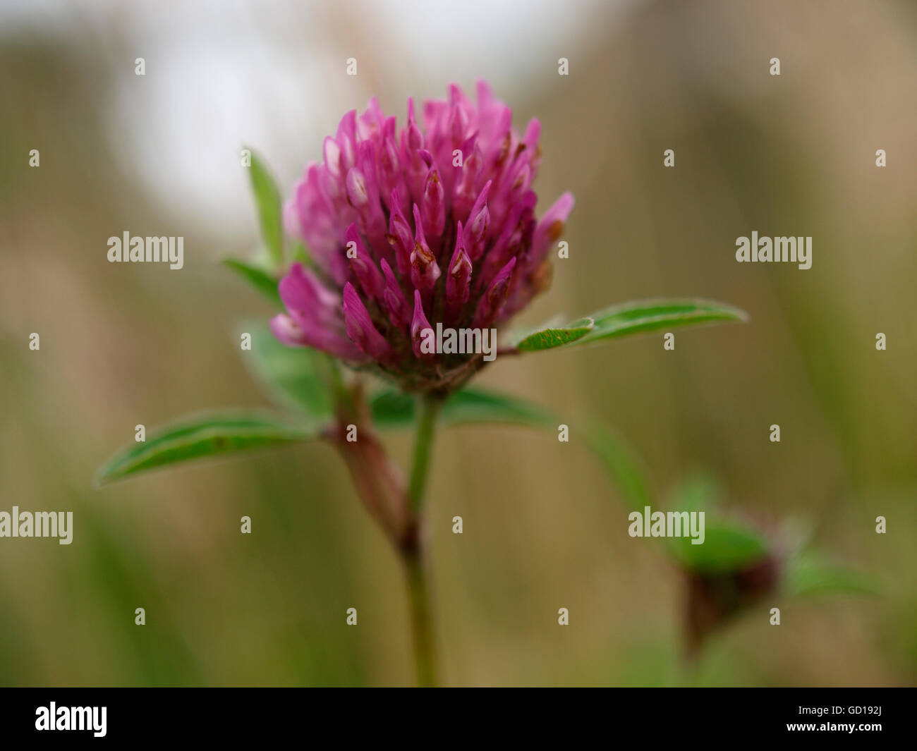 Red Clover - Trifolium pratense, UK Stock Photo - Alamy