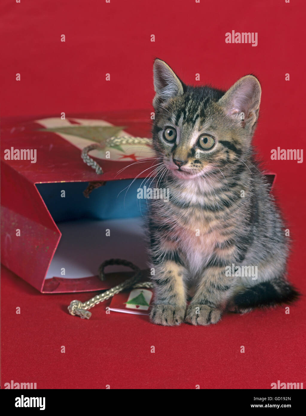 Young Tabby Kitten on red background Stock Photo - Alamy
