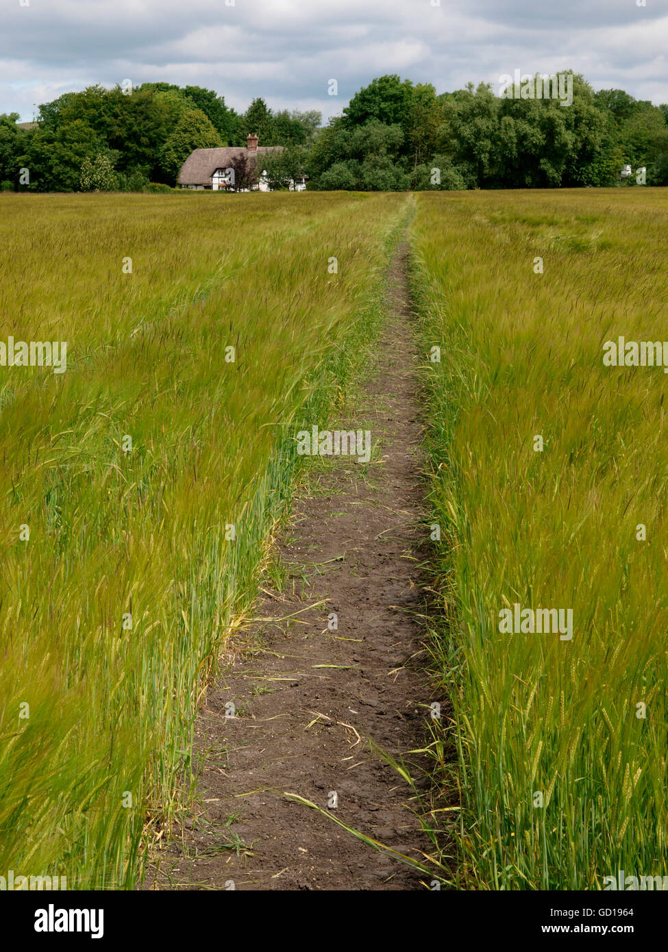 Path through barley hi-res stock photography and images - Alamy