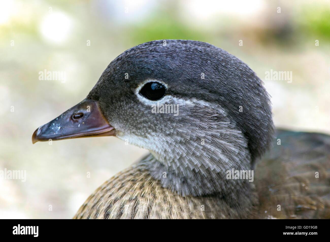Baby Mallard Duck Stock Photo - Alamy