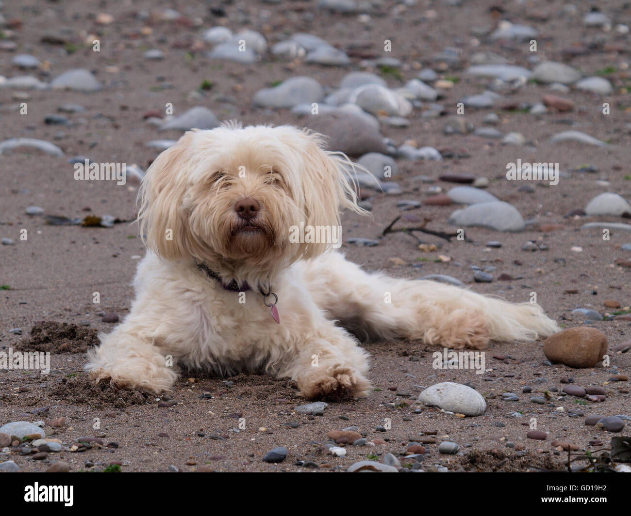 Small scruffy white dog on hi-res stock photography and images - Alamy