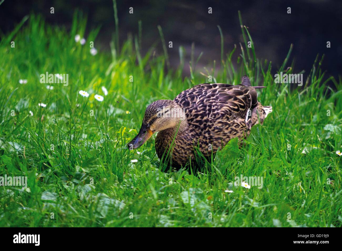 Pato mallard hi-res stock photography and images - Alamy