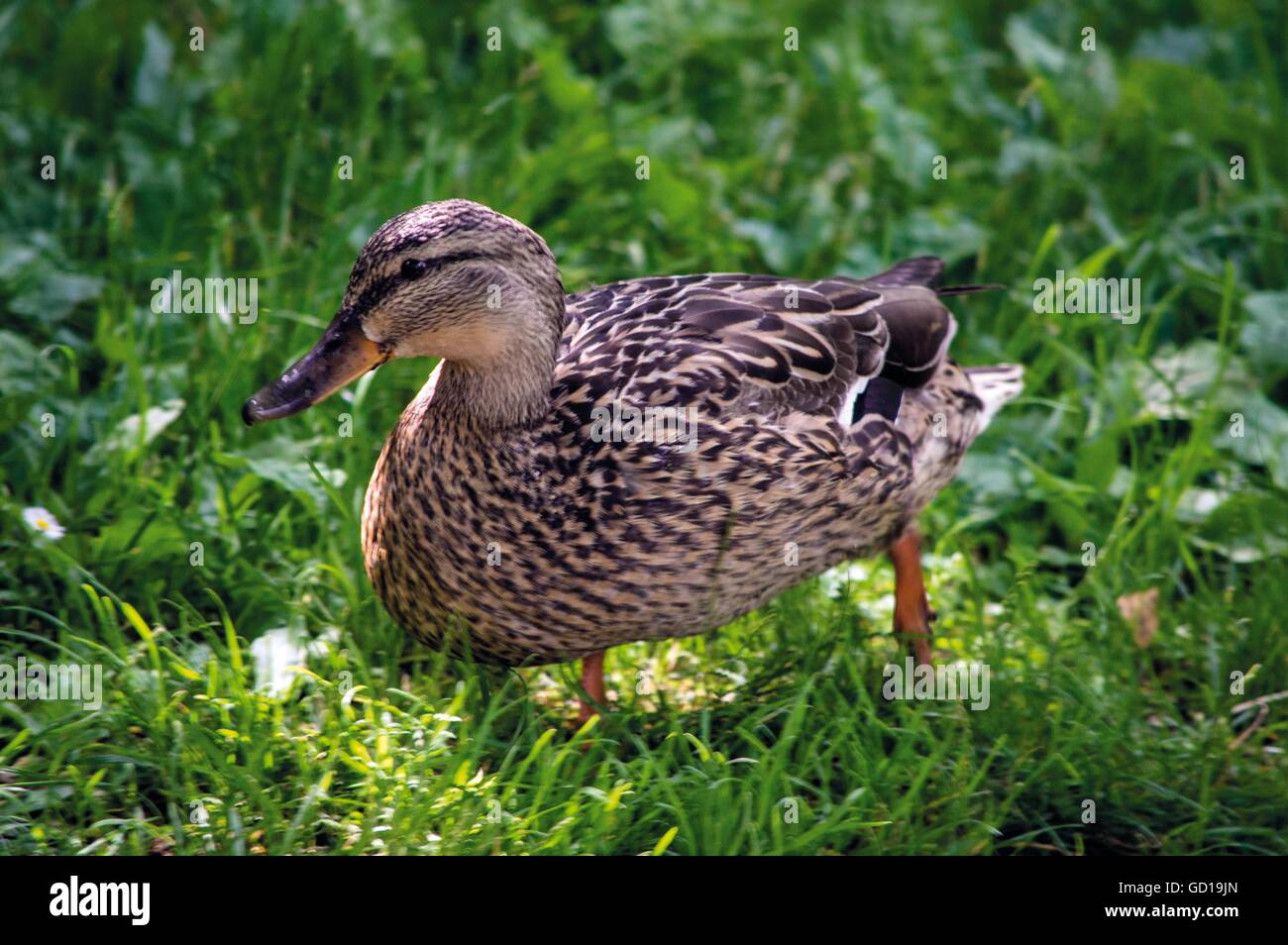 Pato mallard hi-res stock photography and images - Alamy