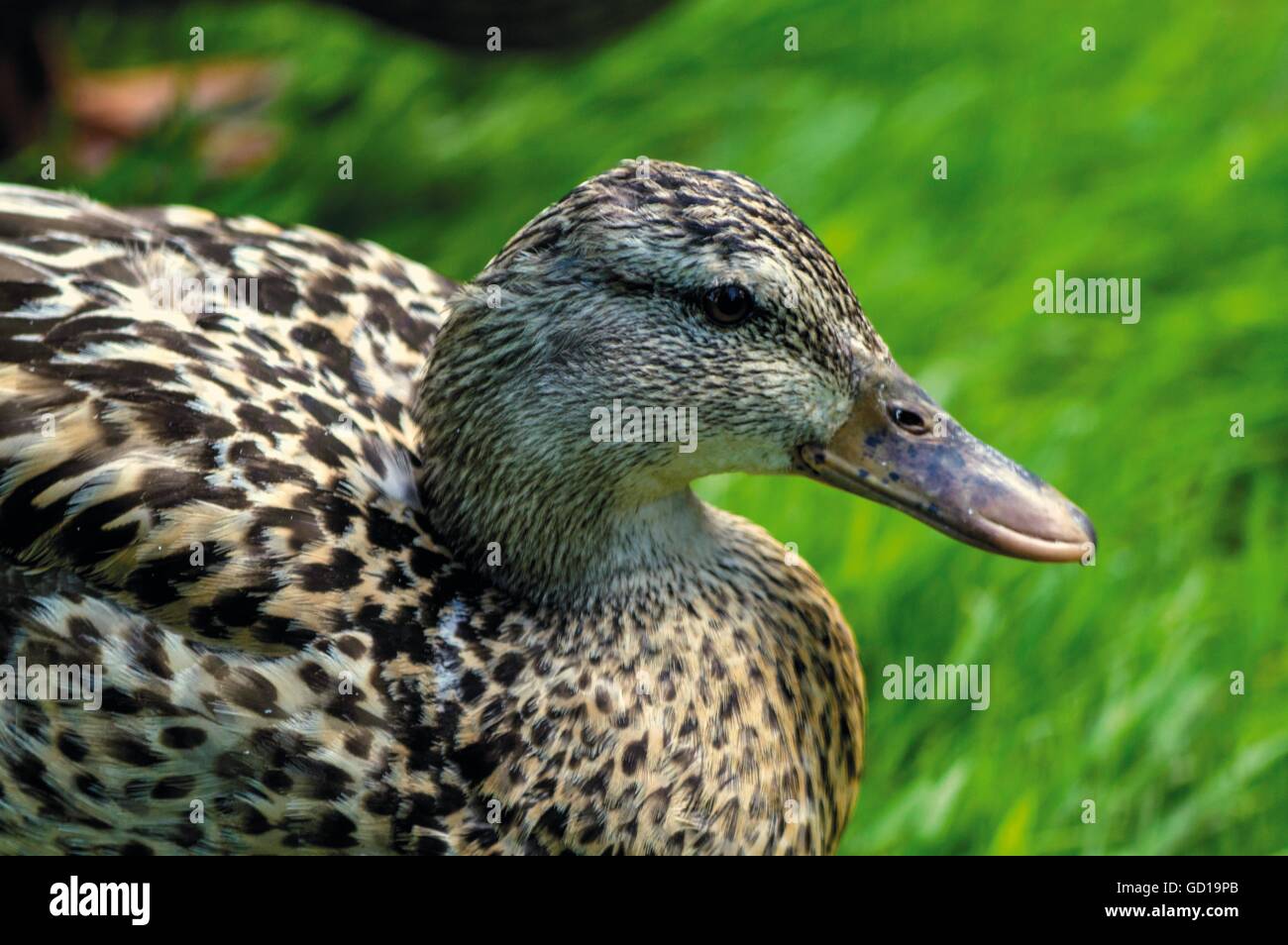 Pato mallard hi-res stock photography and images - Alamy