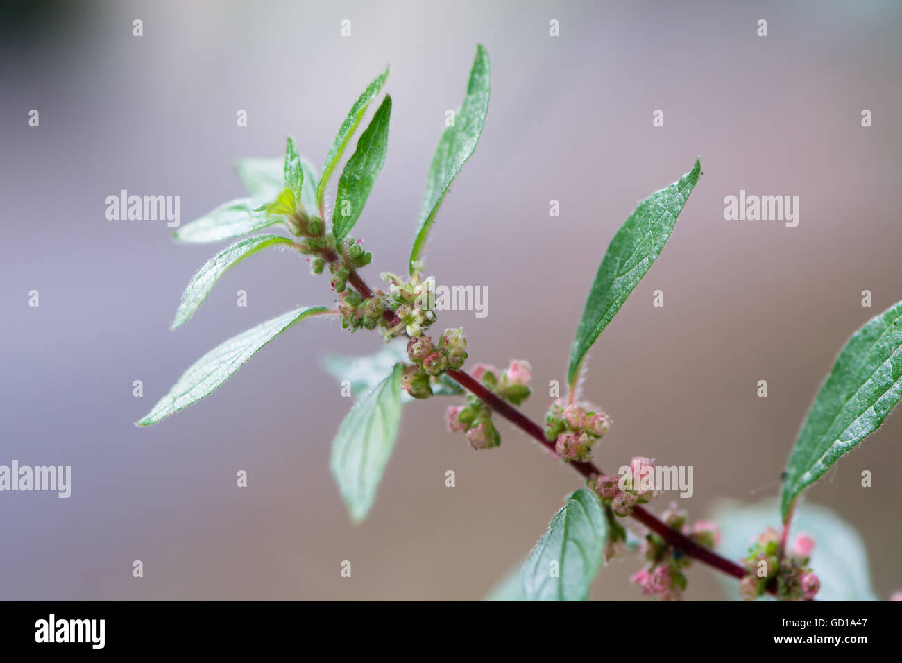 Pellitory-of-the-Wall (Parietaria judaica). Leaves and flowers of plant ...