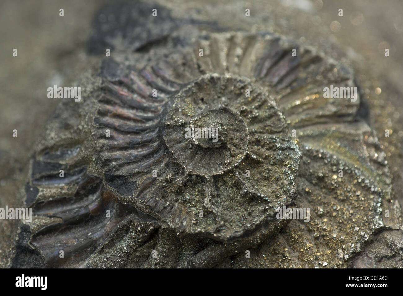 macro photo of fossil of ammonite isolated over white Stock Photo - Alamy