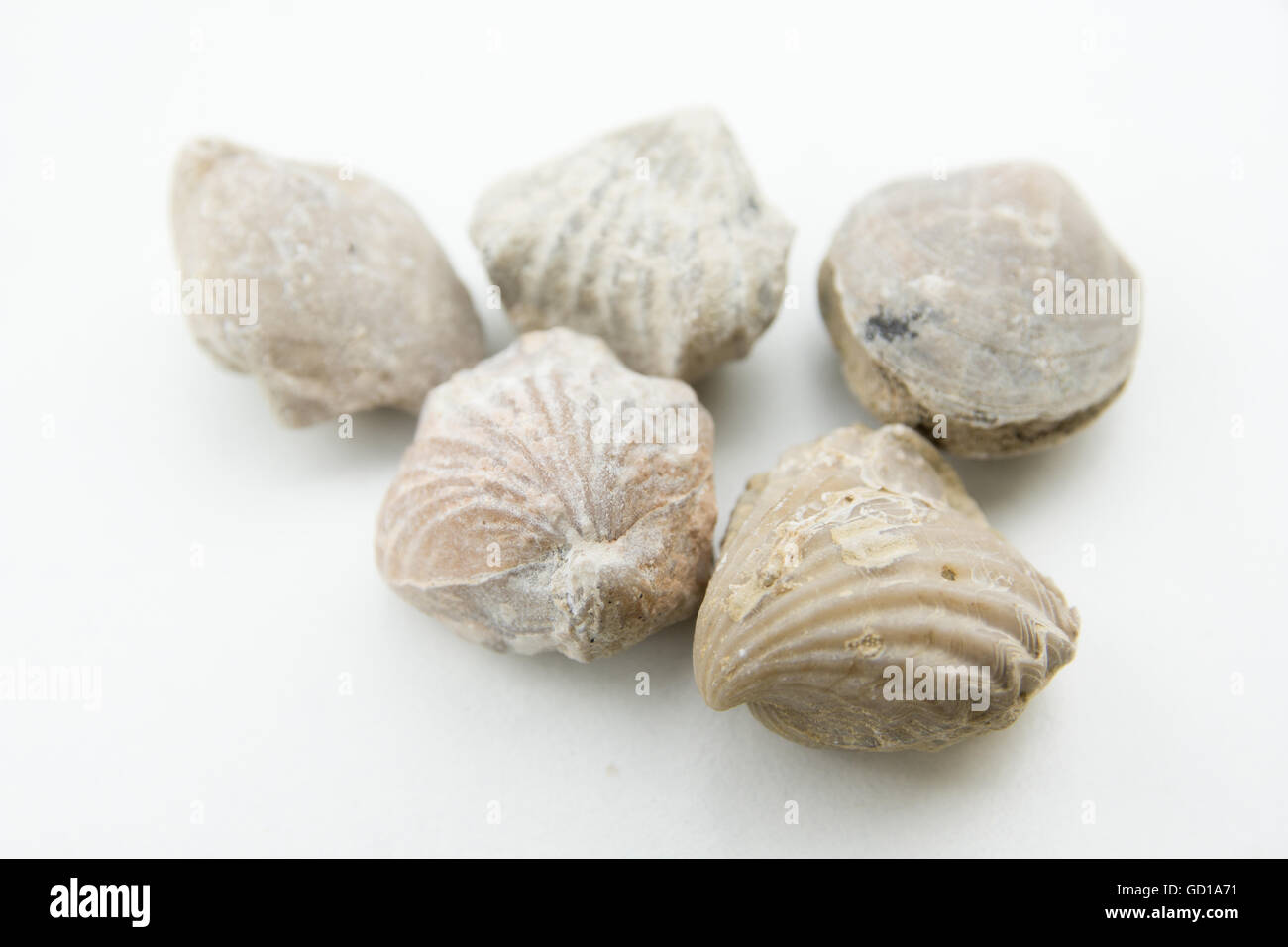 Fossil pecten hi-res stock photography and images - Alamy