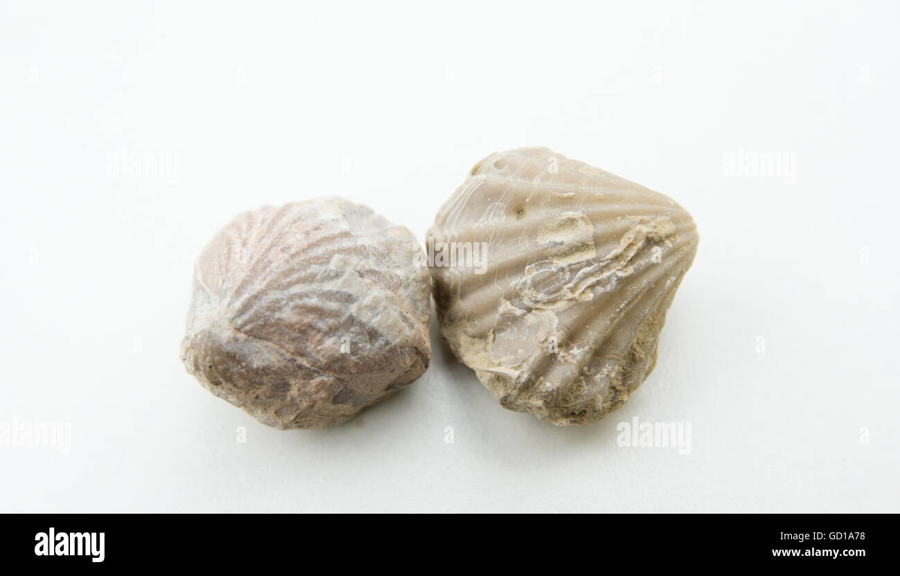 Fossil pecten hi-res stock photography and images - Alamy